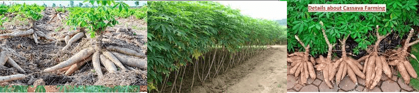 Cassava Plantation This Is Imo State Community Business Plan Entrepreneurship Empowerment Summit